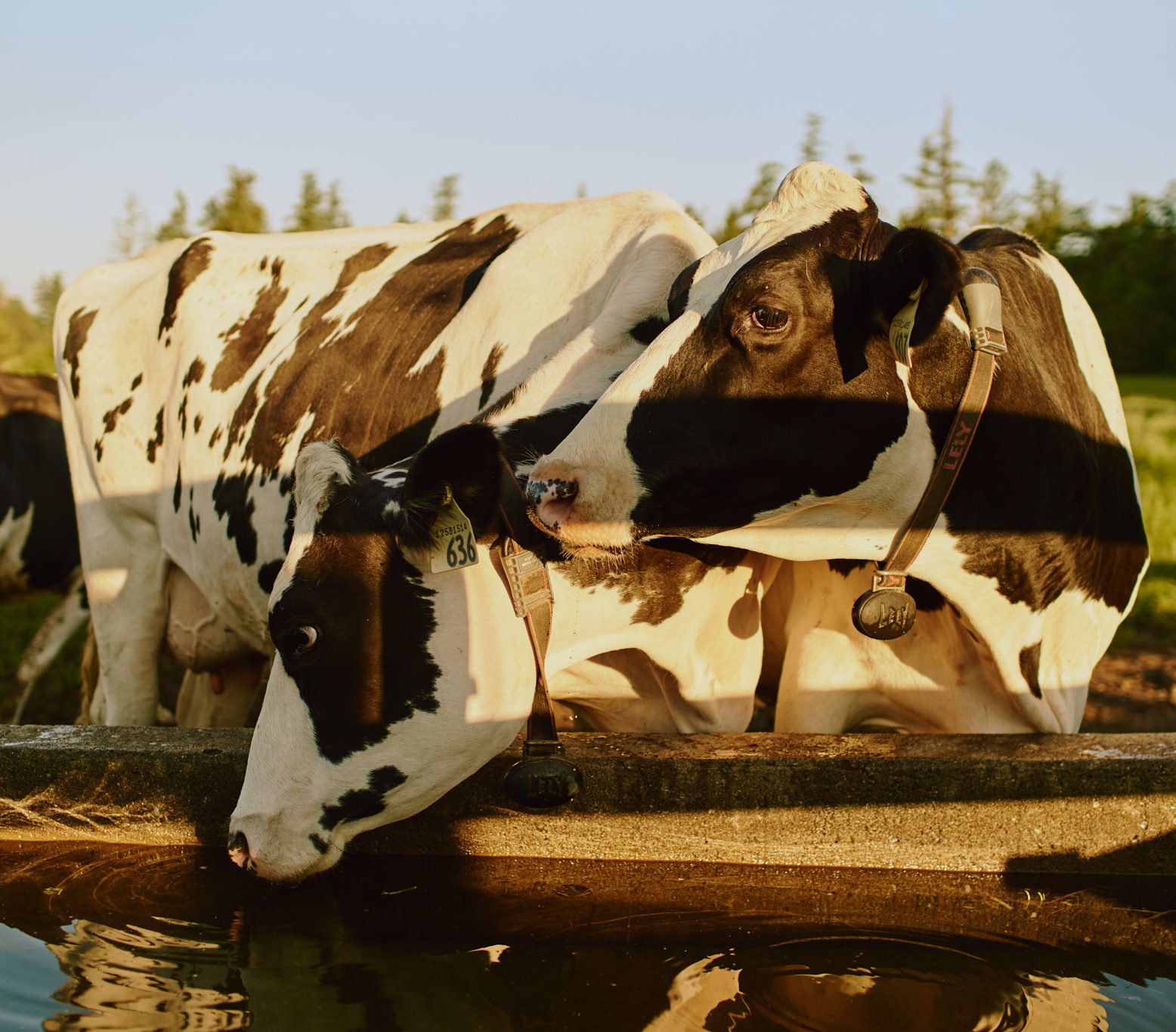 proAction® Biosecurity - BC Dairy