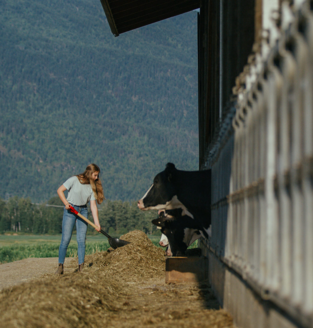 Dairy research in BC - Supporting Progress and Innovation - BC Dairy
