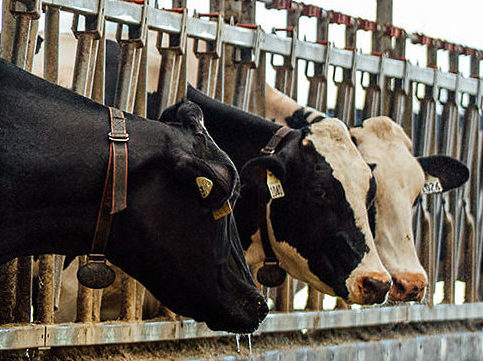 Your Questions about Proaction® - BC Dairy