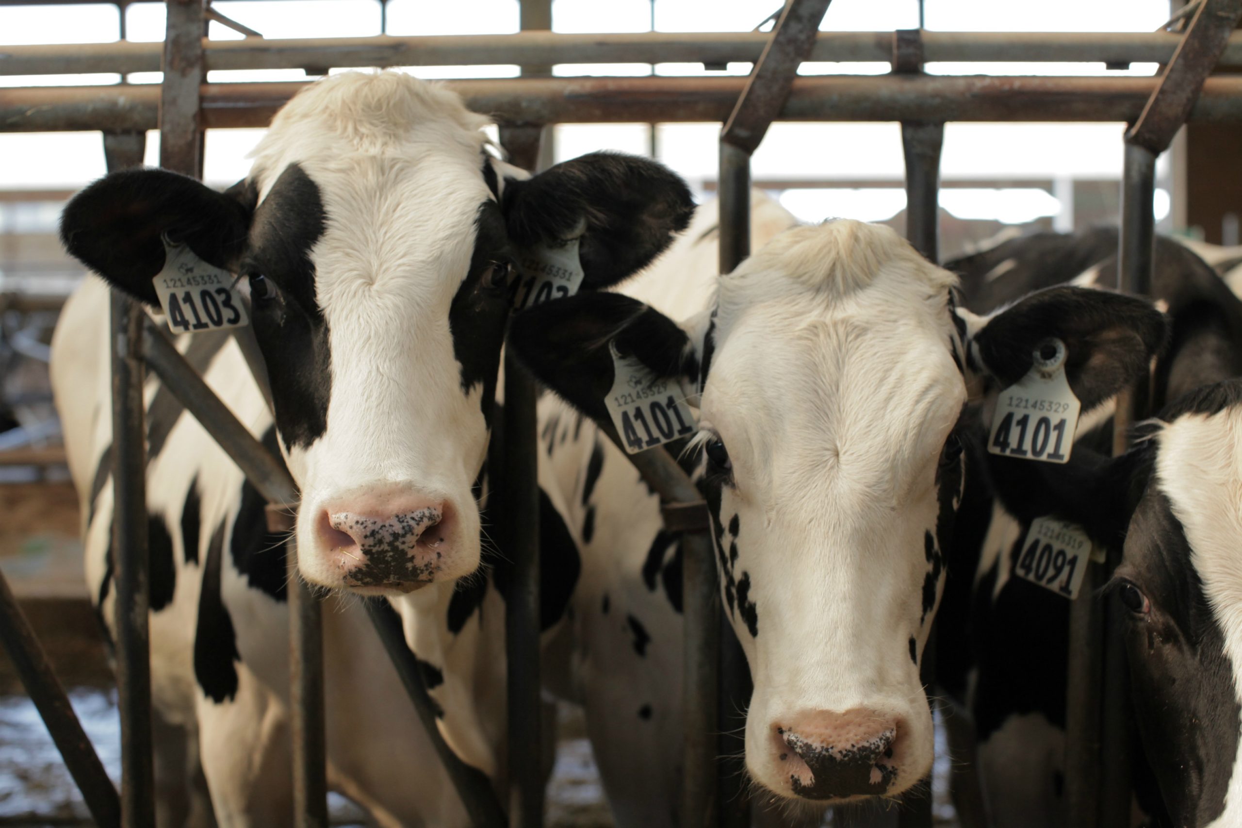 International Trade FAQs - BC Dairy