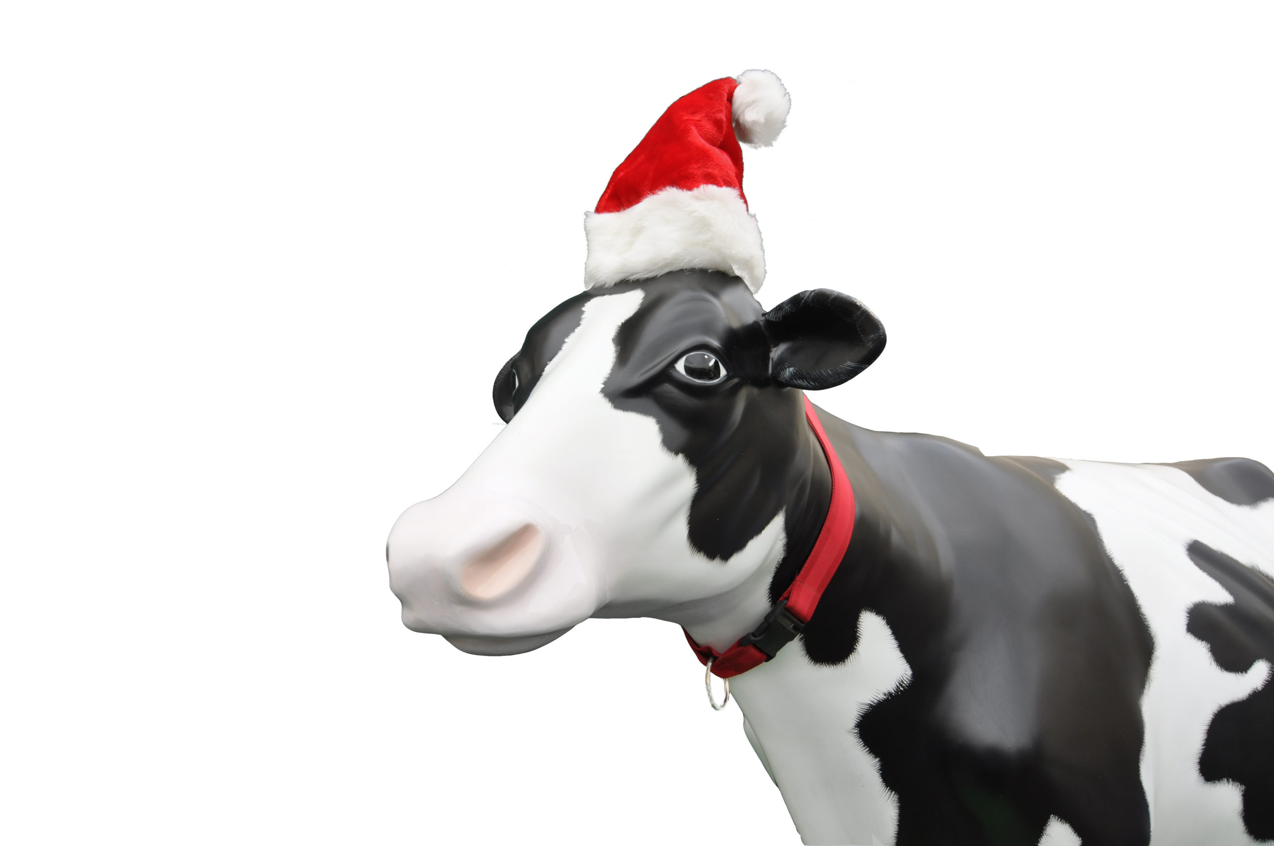 Christmas with the Taylors - BC Dairy