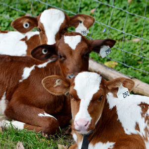 proAction® - Canada’s National On-farm Quality Assurance Program - BC Dairy