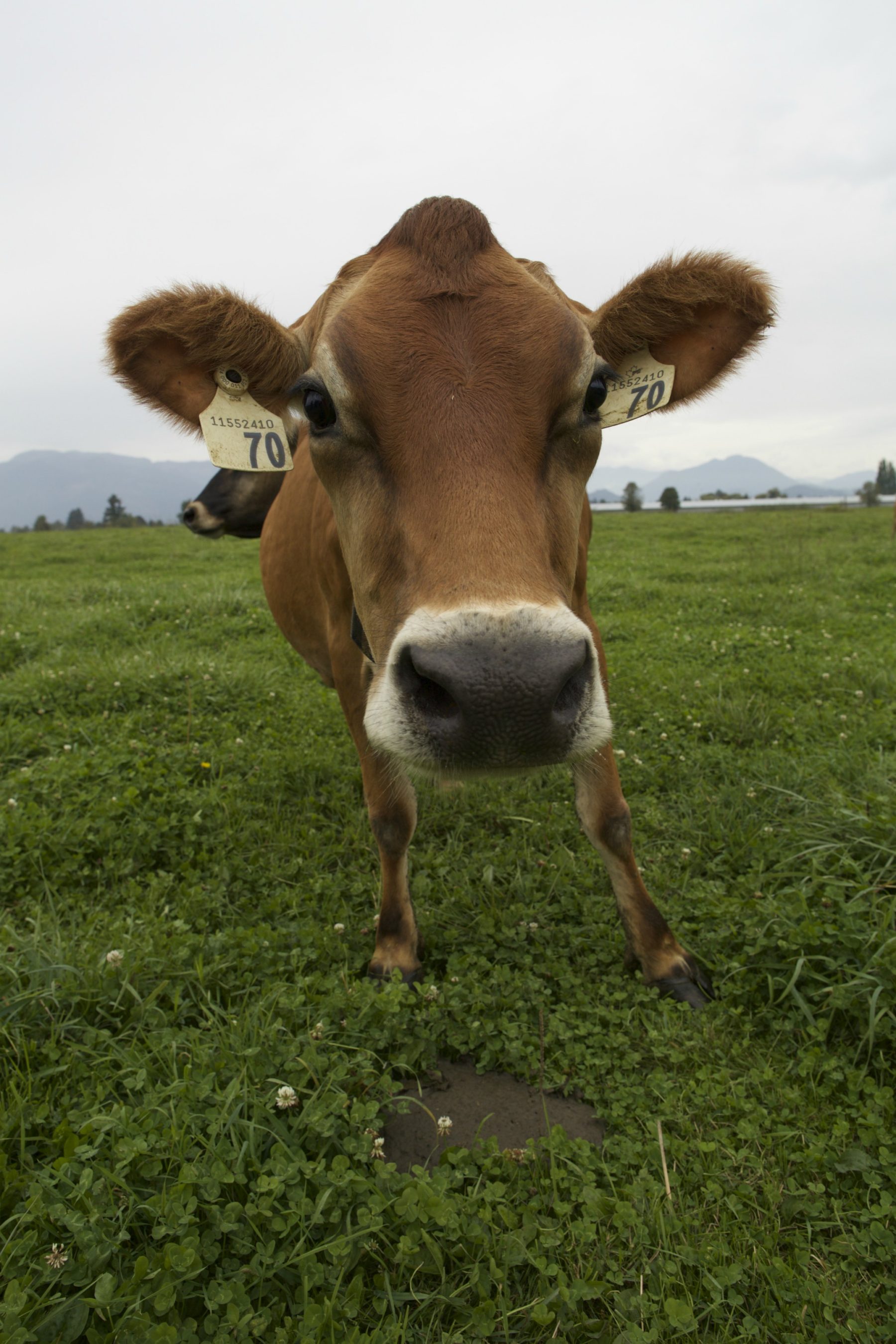 The Udder Truth: The Importance of Cow Comfort - BC Dairy