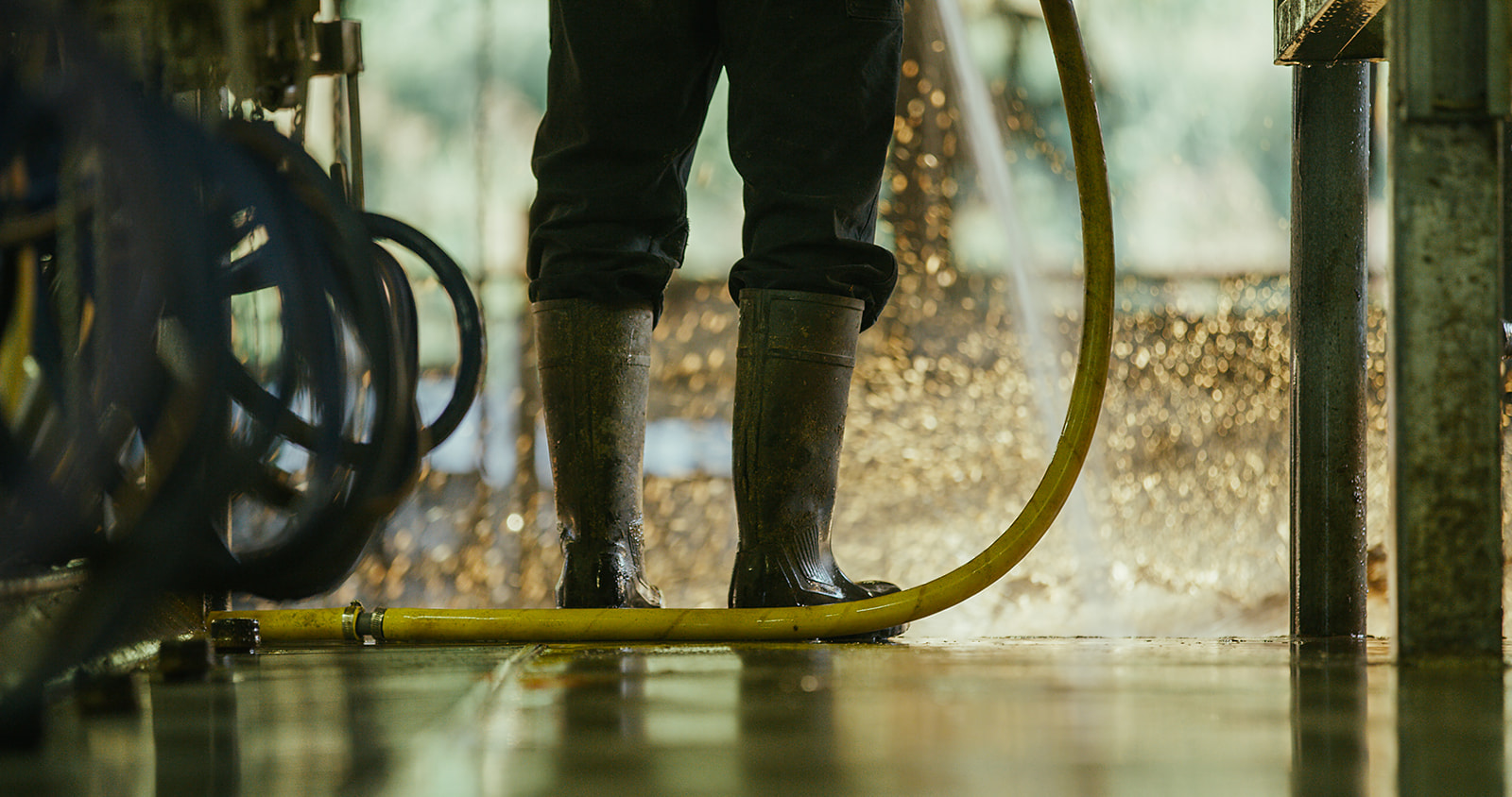 Barn clean-up - BC Dairy