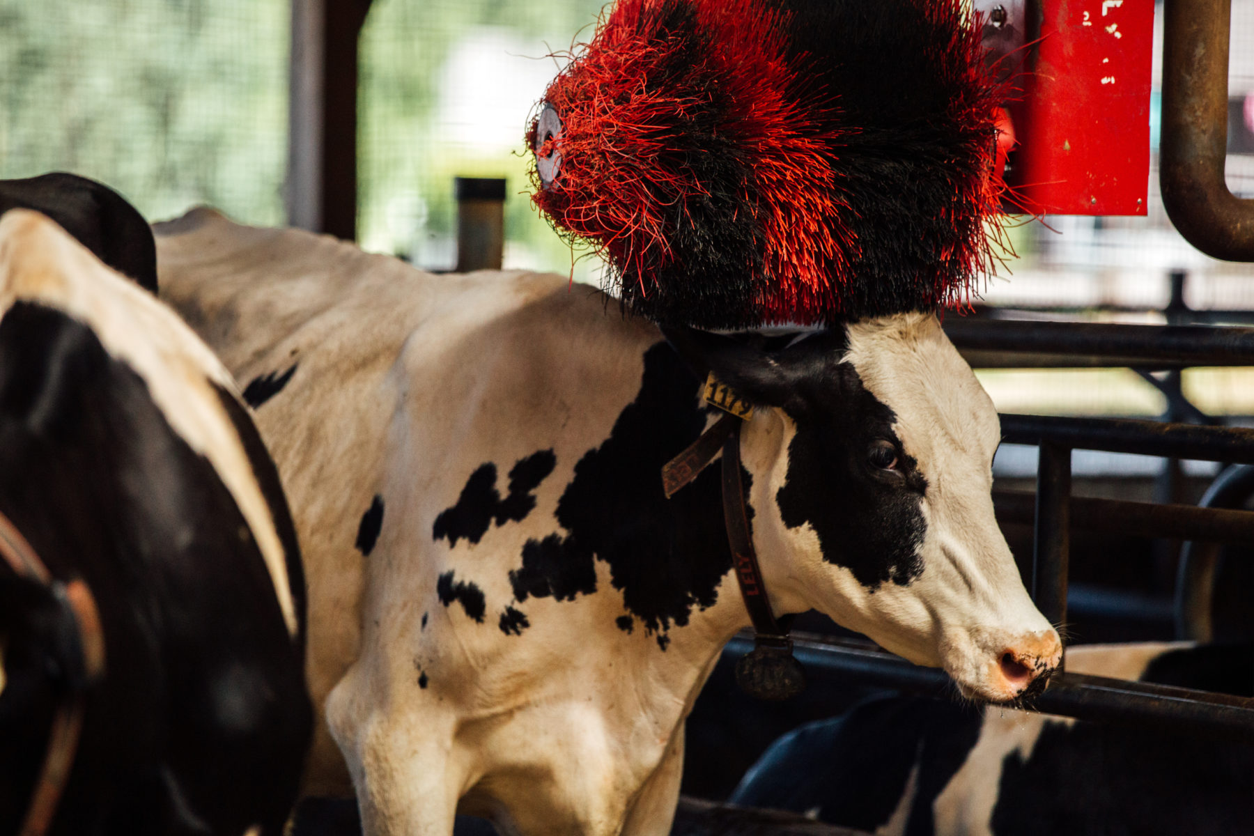 Emergency management - BC Dairy